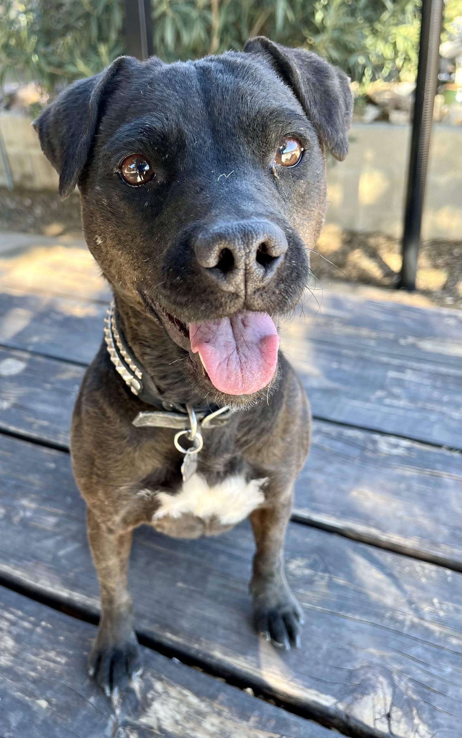 Meet The Dogs – Welcome to K9inScentive.com