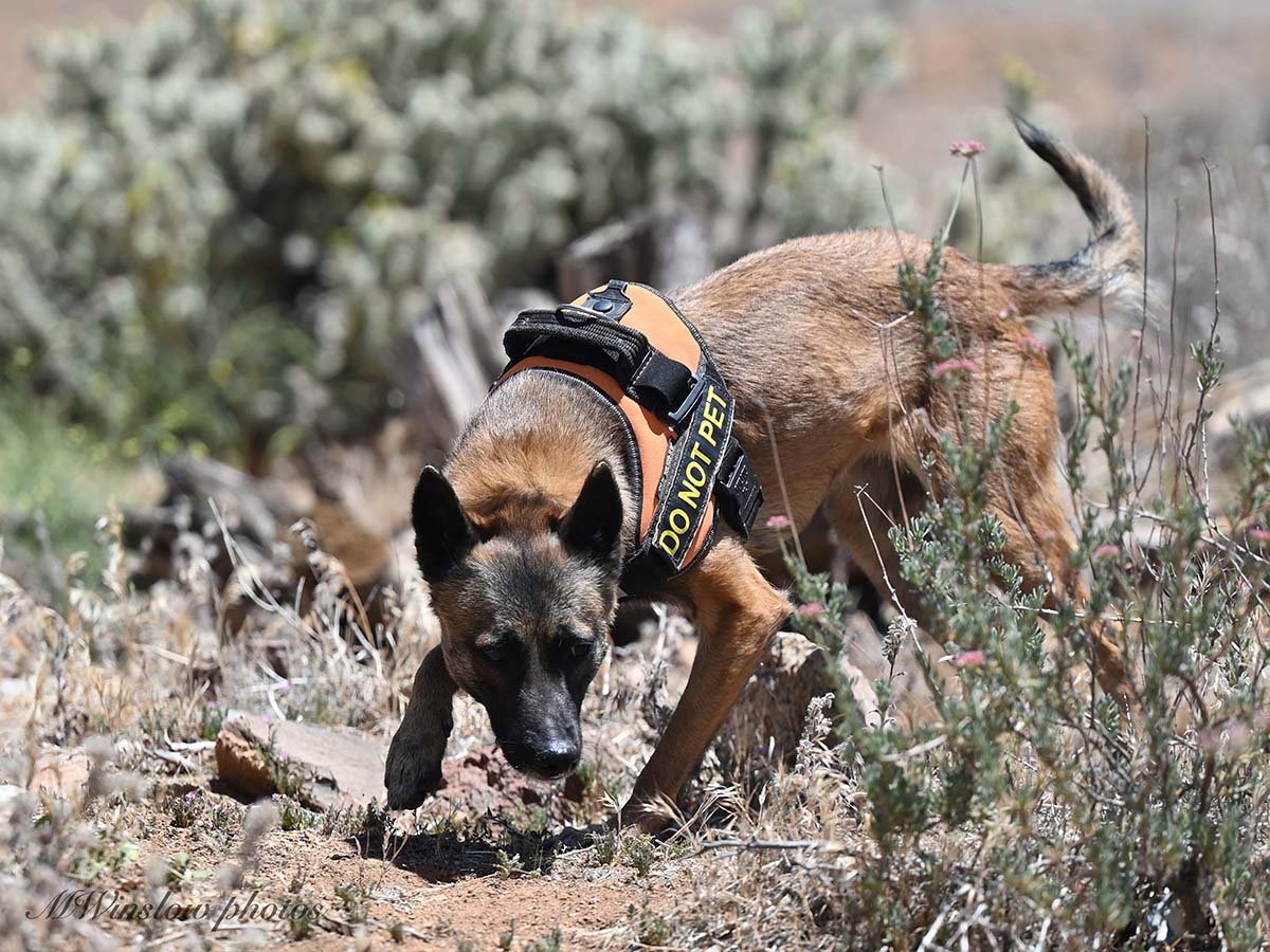 Right Dog for the Right Job: Candidate Canine Selection Course ...