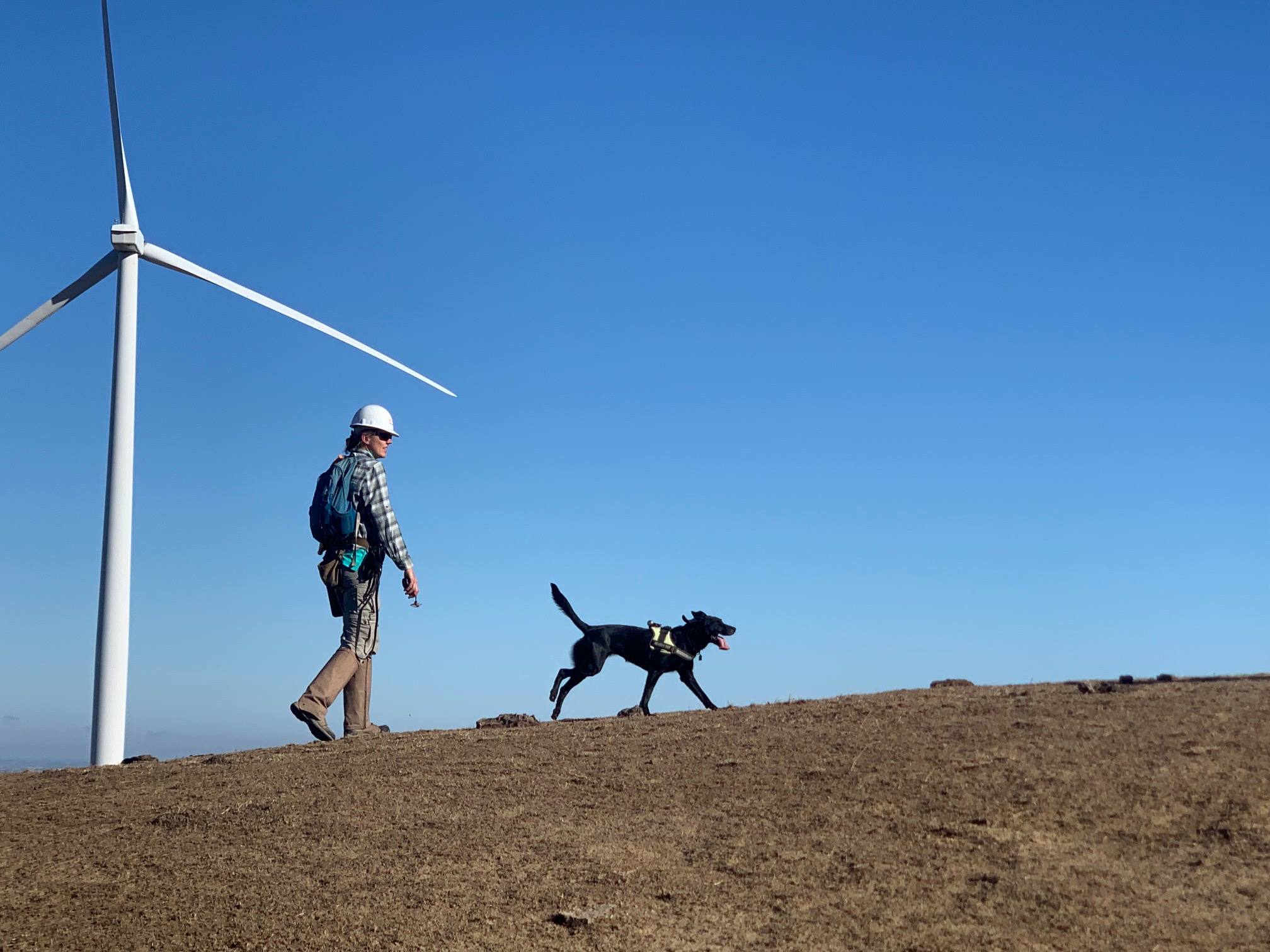 Right Dog for the Right Job: Candidate Canine Selection Course ...